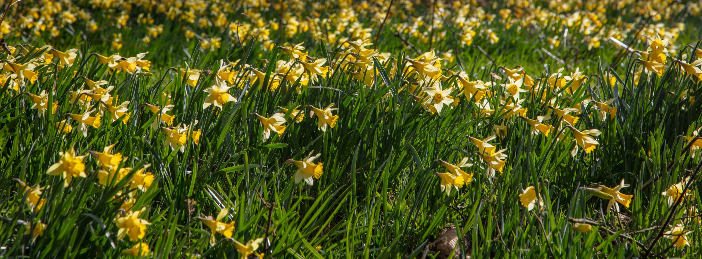 Farndale – the Daffodil Valley - Self Catering Holiday Cottages in ...