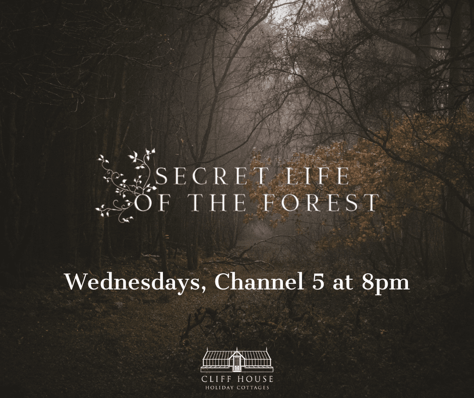 The Great Yorkshire Forest - Self Catering Holiday Cottages in Yorkshire