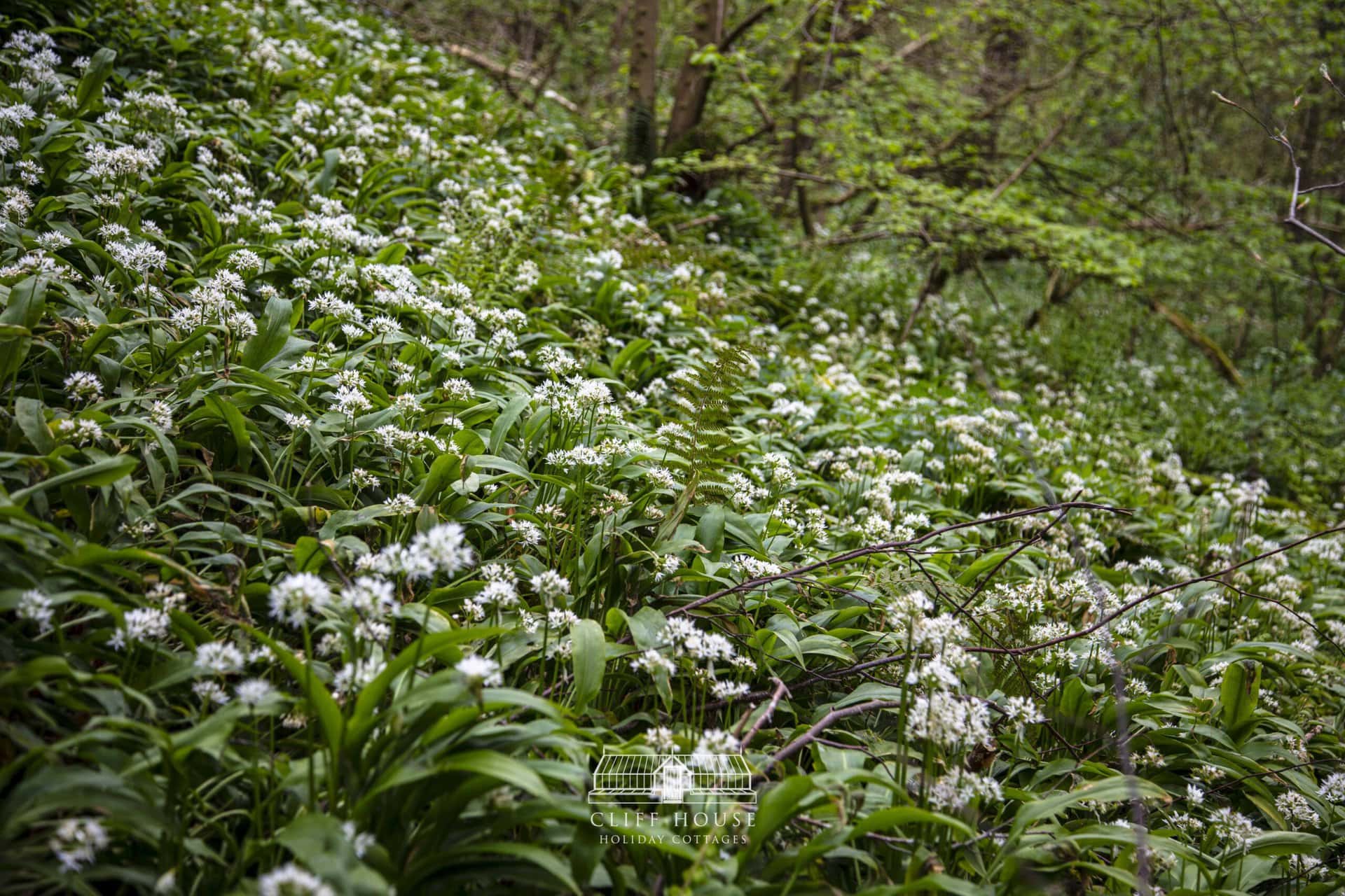 Forge Valley and Hackness Walk - walks from our holiday cottages