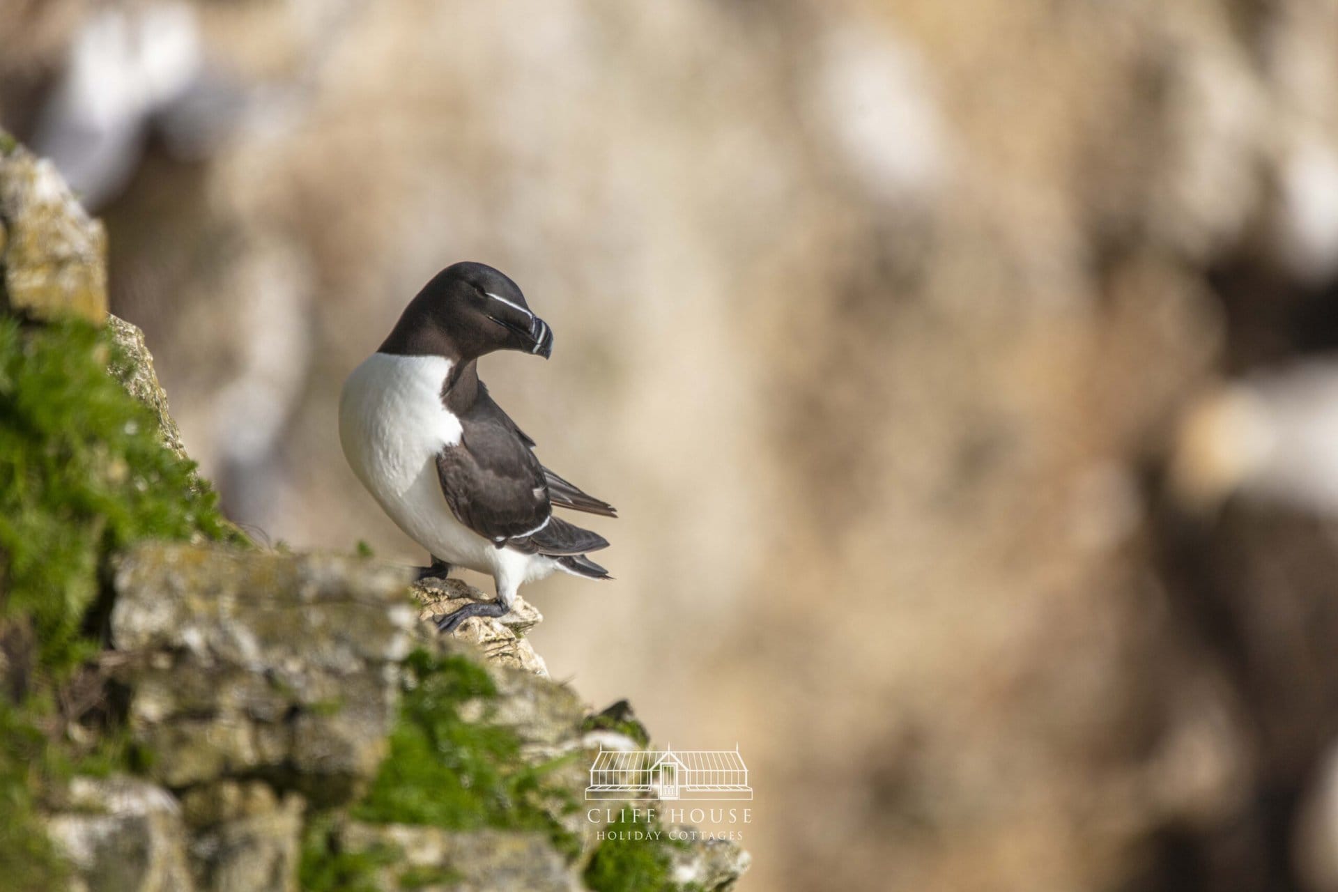 RSPB Bempton Cliffs - Self Catering Holiday Cottages in Yorkshire