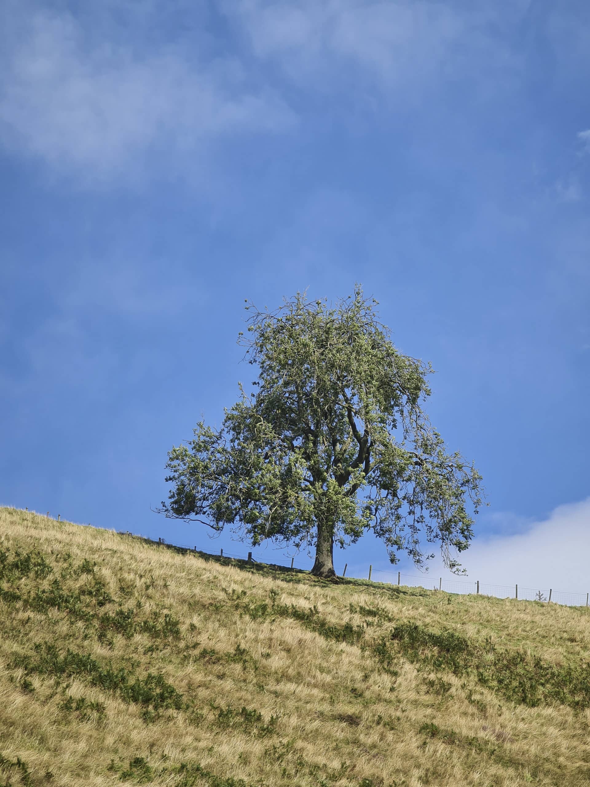 Breakfast at Lockton Tearooms and a Scenic Walk through Newton Dale