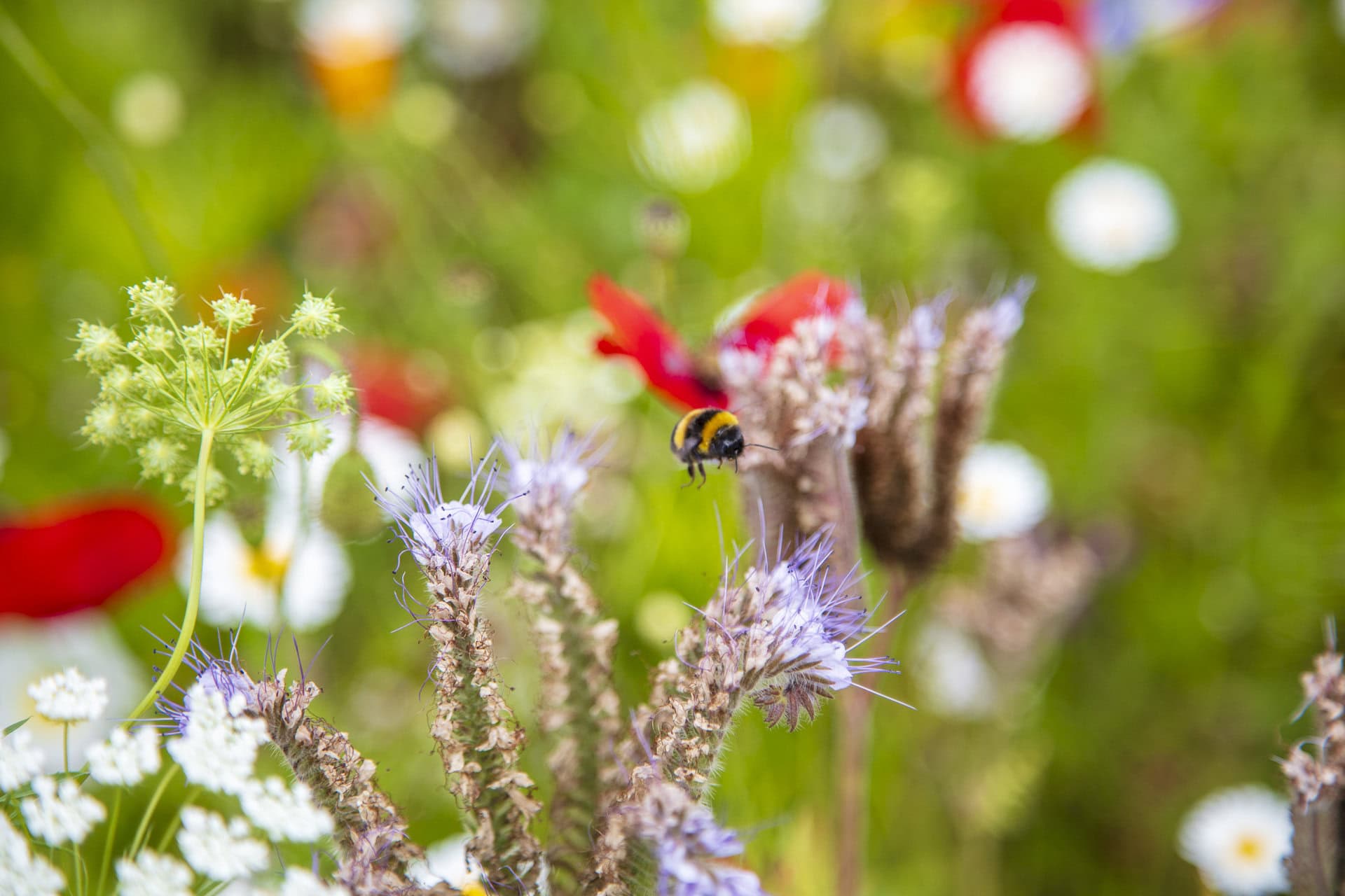 The Flower Belt near Helmsley - Self Catering Holiday Cottages in Yorkshire